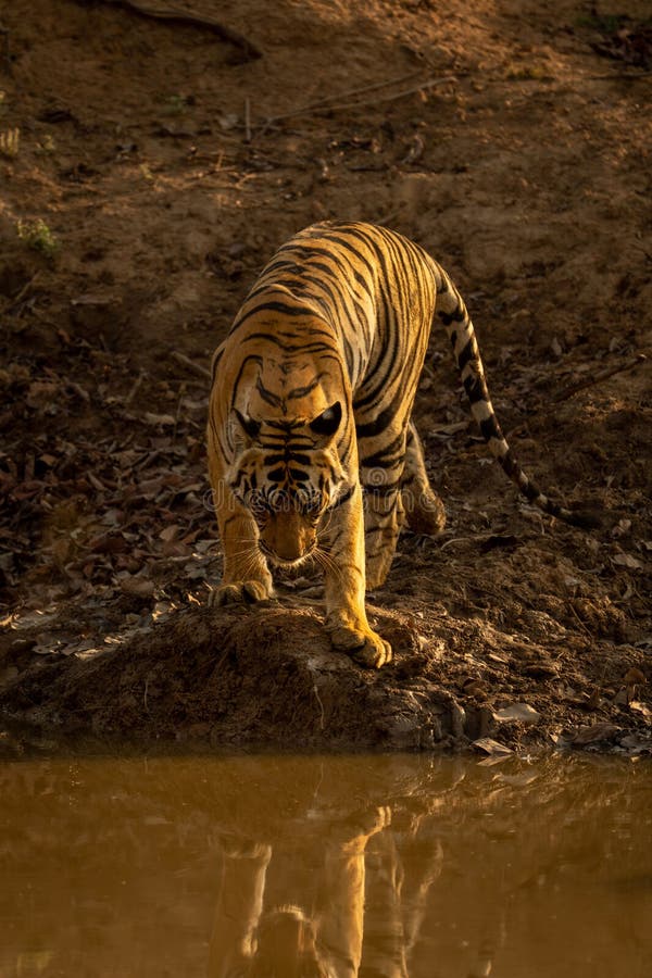 Bengal Tiger Stands beside Waterhole in Shadows Stock Photo - Image of ...