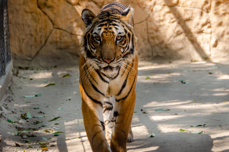 Bengal Tiger Look in the Zoo Stock Photo - Image of beagles, december ...