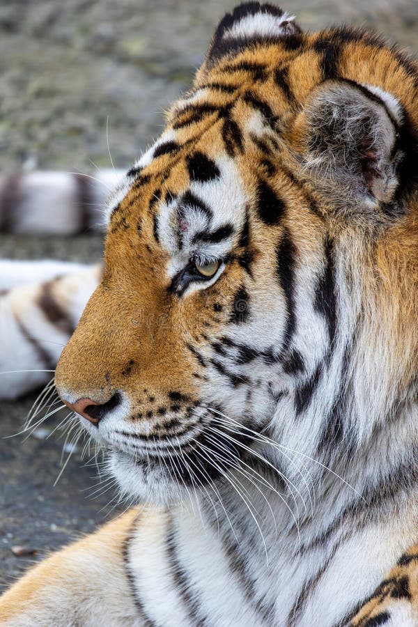 Bengal Tiger Stares into the Distance with a Fierce, Intense Expression ...