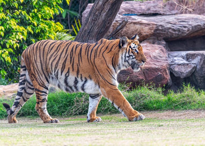 A Bengal Tiger Strolling on Ground Stock Image - Image of black ...