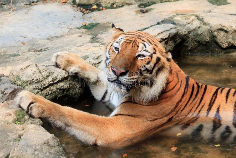 Bengal Tiger Take a Bath Look Cute Stock Photo - Image of wildlife ...
