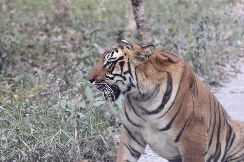 Tiger in a Tropical Storm by Henri Rousseau Editorial Stock Photo ...