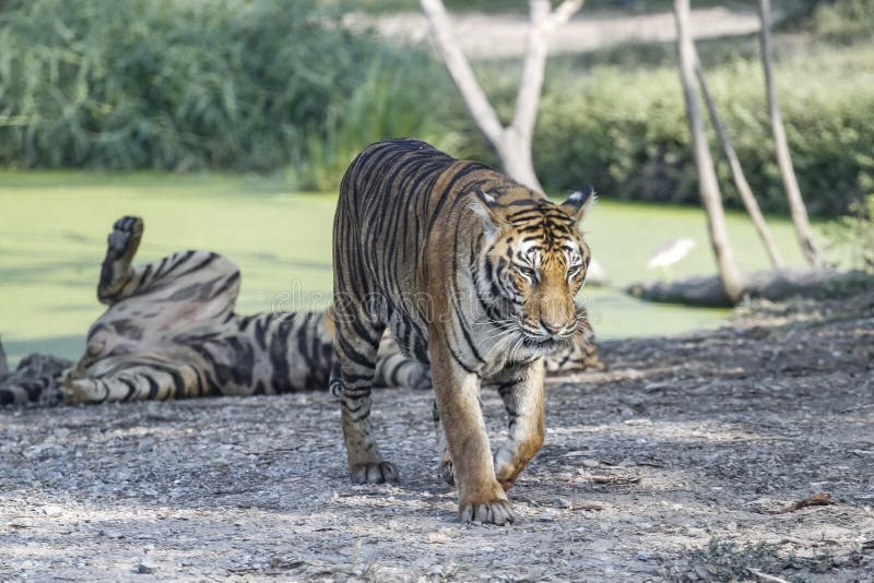 A Big Tiger Walk in the Cage in the Zoo Walking and Looking into the ...