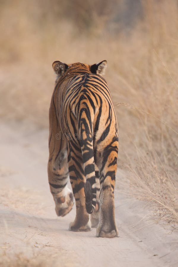 Bengal Tiger walking away stock image. Image of bengal - 24663531