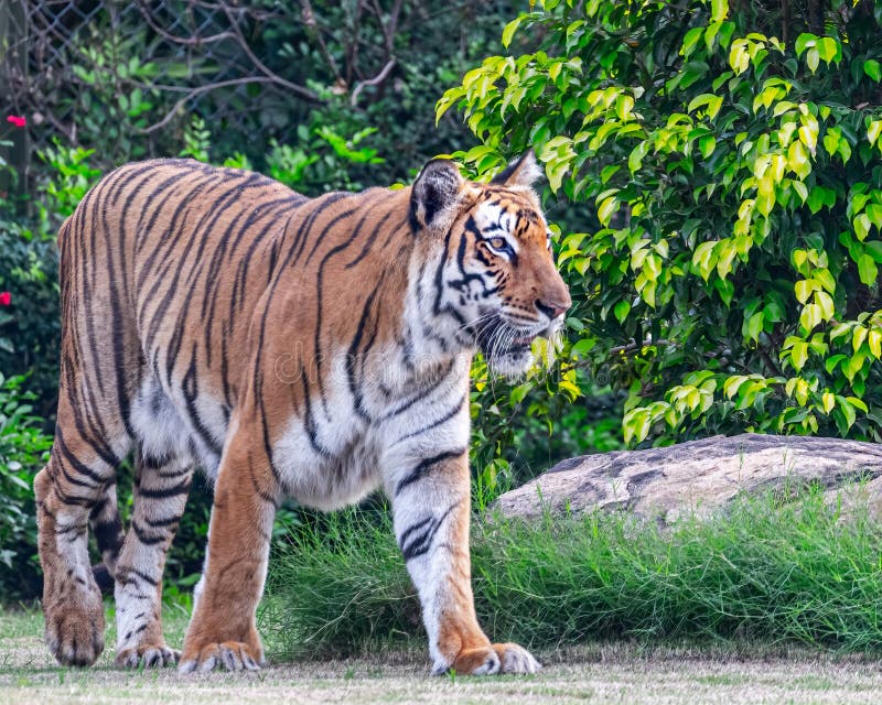 A Bengal Tiger Walking on Ground Stock Image - Image of mammal, hunt ...