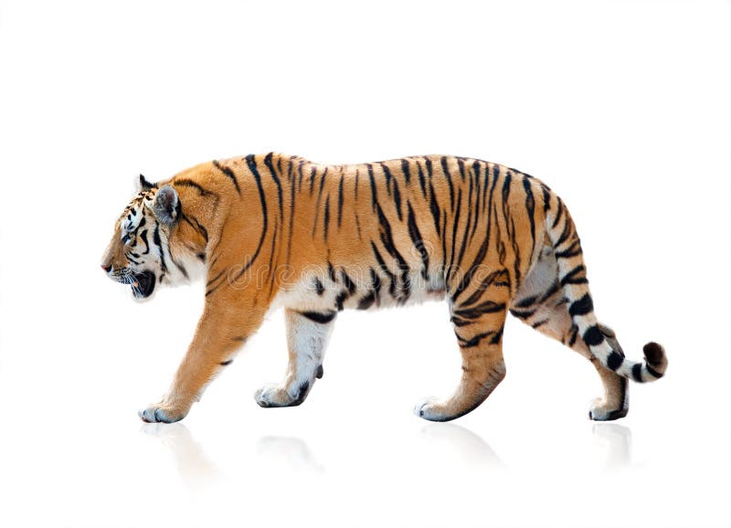 Bengal Tiger Walking Isolated Stock Photo - Image of bengal, danger ... Bengal Tiger Walking Isolated Stock Photo - Image of bengal, danger ...
