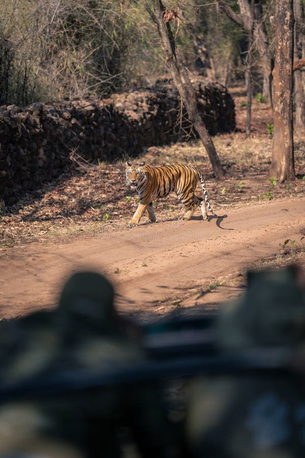 Bengal Tiger Walks Down Track Near Jeep Stock Photo - Image of ...