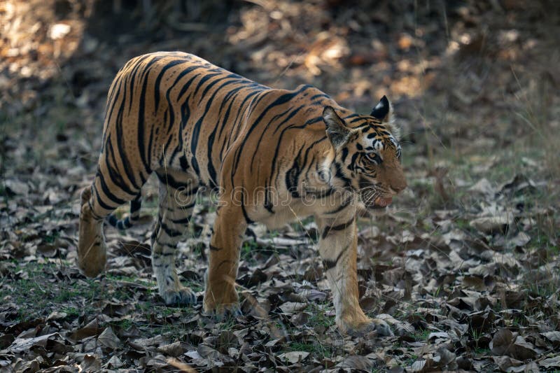 Bengal Tiger Stands Sniffing Ground in Forest Stock Image - Image of ...