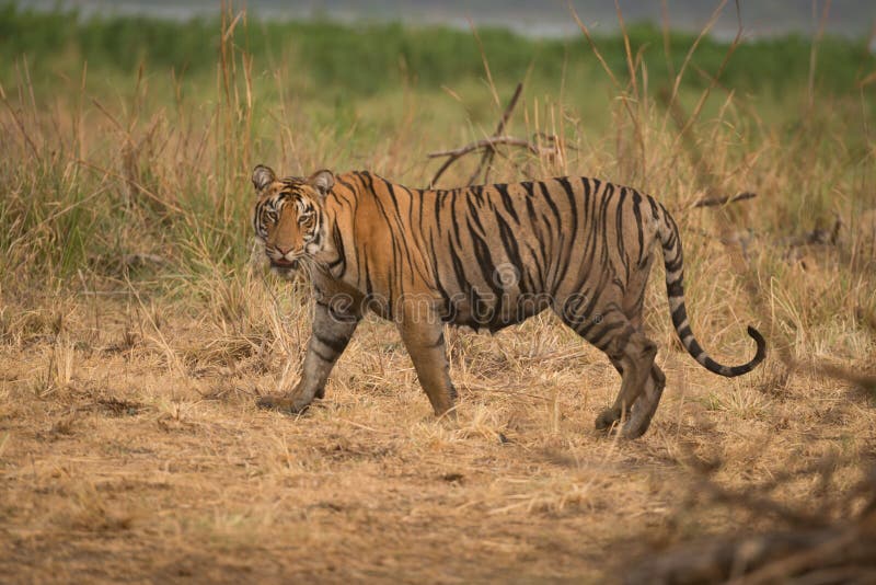Bengal Tiger Walks Right-to-left with Turned Head Stock Image - Image ...