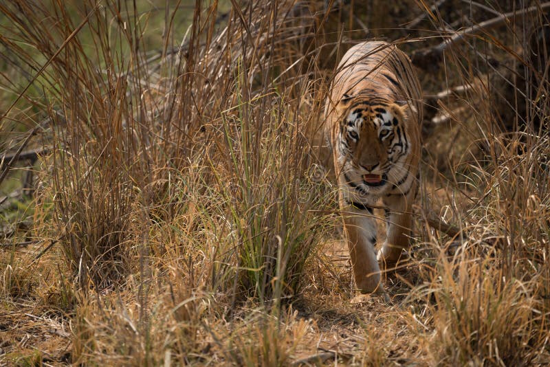 Tiger Walking Towards Camera Stock Photo - Image of prey, beast: 47147456
