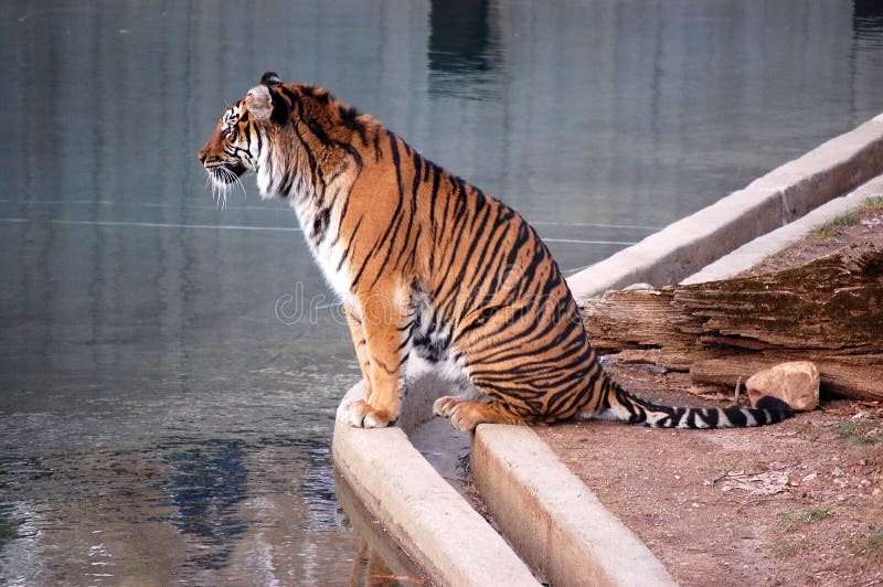 Bengal-Tiger am Washington DC-Zoo Stockfoto - Bild von armband, katze ...