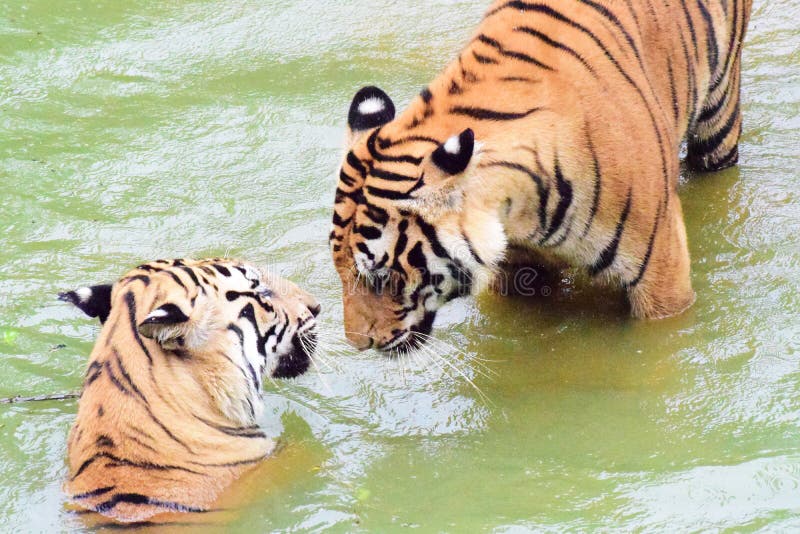Two tiger in water playing stock photo. Image of looking - 124763054