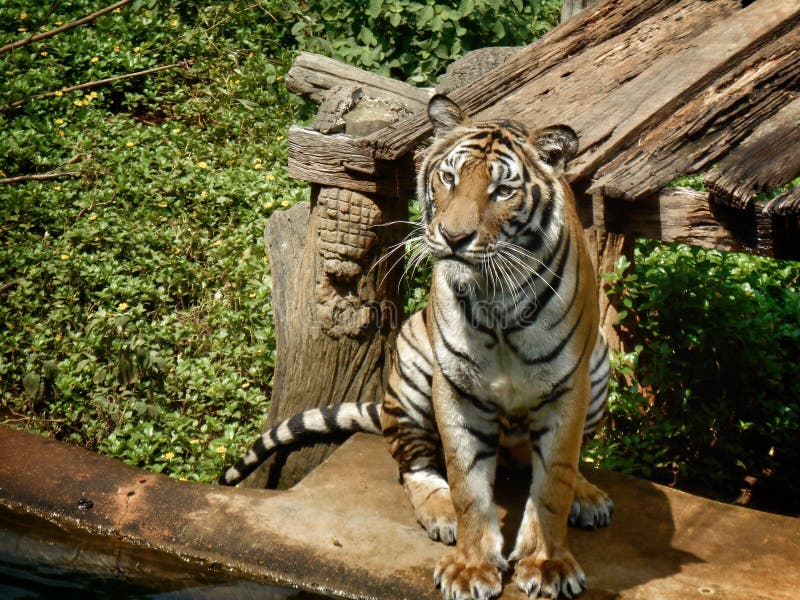 Bengal tigers. stock photo. Image of eyes, animal, beautiful - 34547146