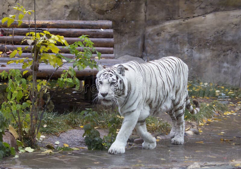 Bengal vittiger fotografering för bildbyråer. Bild av tiger - 45750275