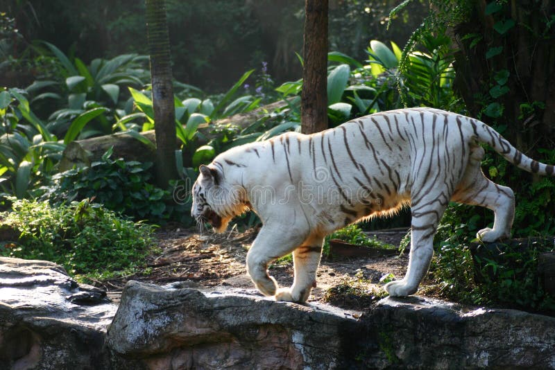 Bengal White Tiger Prowling Stock Image - Image of hunter, king: 4671259