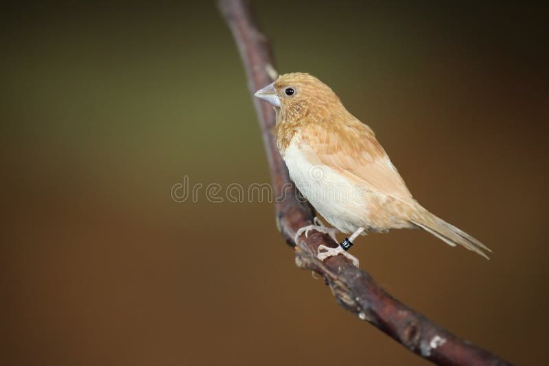 Pekin robin stock photo. Image of nature, songbird, exotic - 20027378