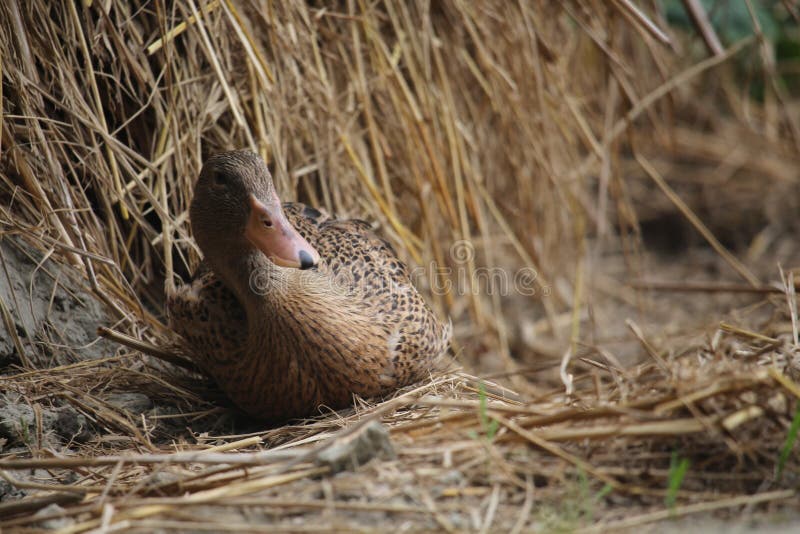 Bengali Native Duck of Different Colors Stock Photo - Image of fauna ...