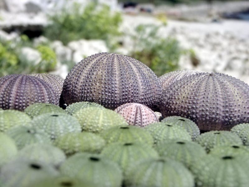 Bengel Stockfotos und Bilder - Laden Sie 7,124 lizenzfreie Fotos herunter