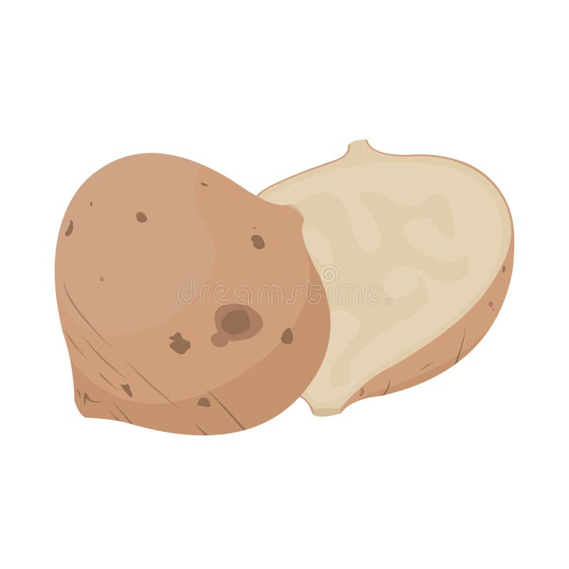 Bengkoang Jicama Fruit Vector Stock Vector - Illustration of plant ...