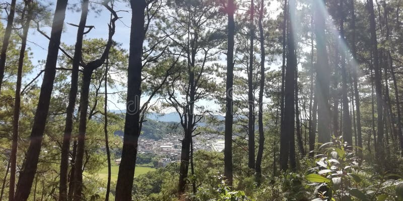 Benguet Japanese Trail Eco-Reserve Pine Trees Stock Image - Image of ...