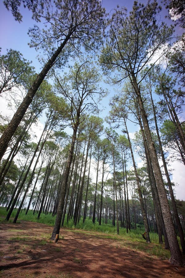Benguet Pine Tree in Natural Forest, Thailand Stock Image - Image of ...
