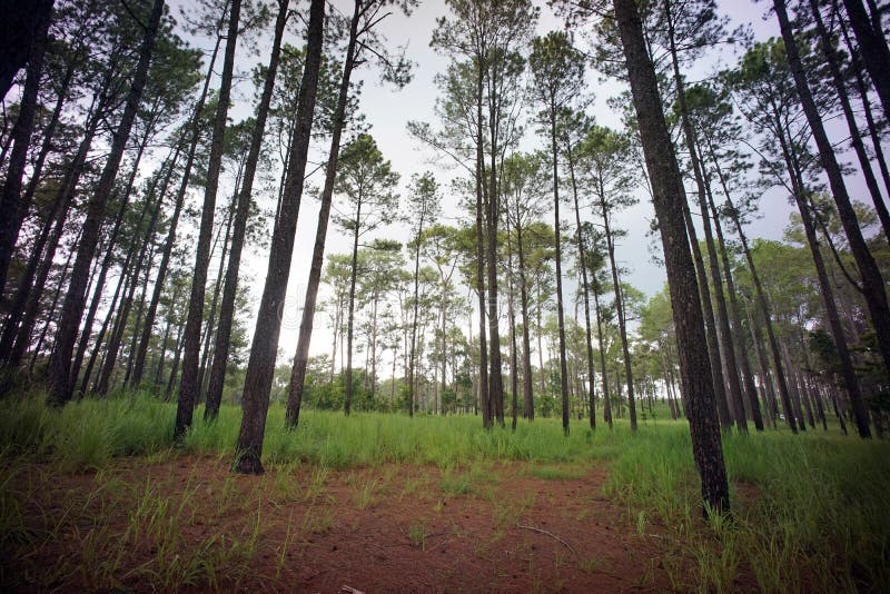 Benguet Pine Tree in Natural Subalpine Forest, Thailand Stock Photo ...