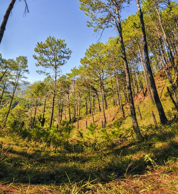 Benguet pines stock image. Image of mountaineering, trees - 51057399