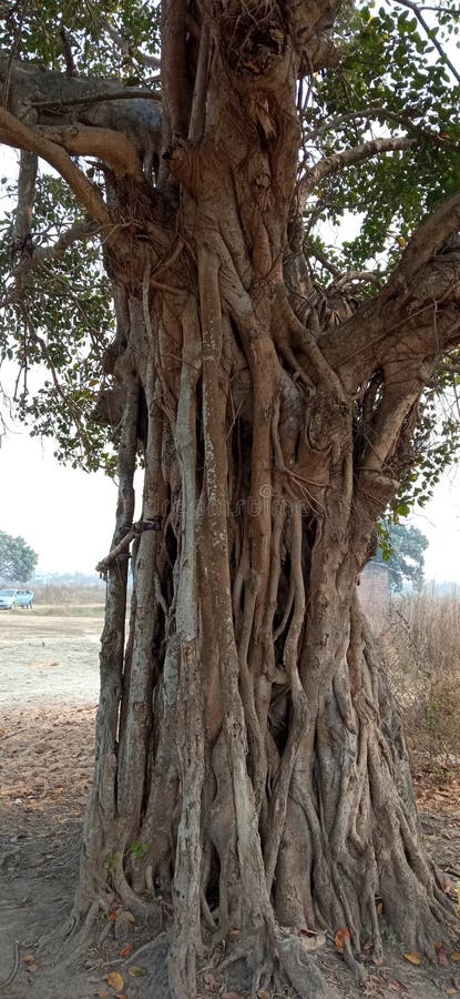 Benian Tree Stock Photos - Free & Royalty-Free Stock Photos from Dreamstime