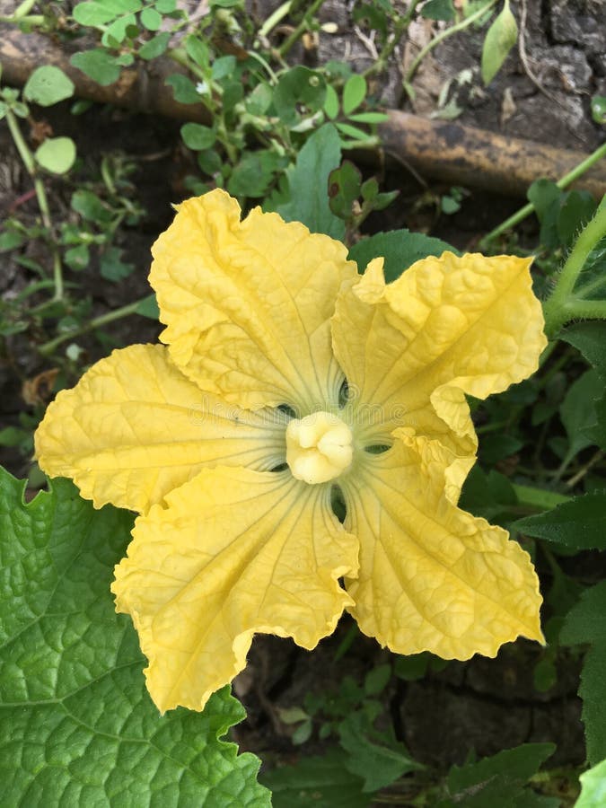 Benincasa hispida flower stock image. Image of creeper - 81753555