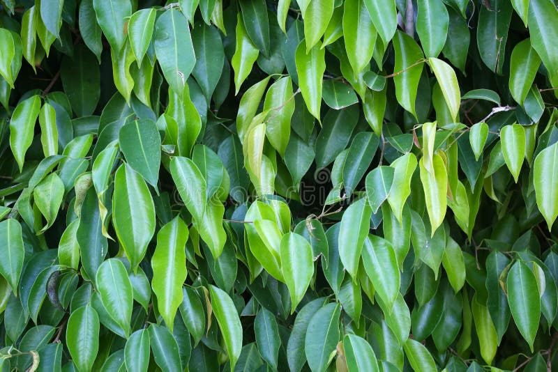 Benjamin Tree Leaves High Resolution Image Stock Photo - Image of ...