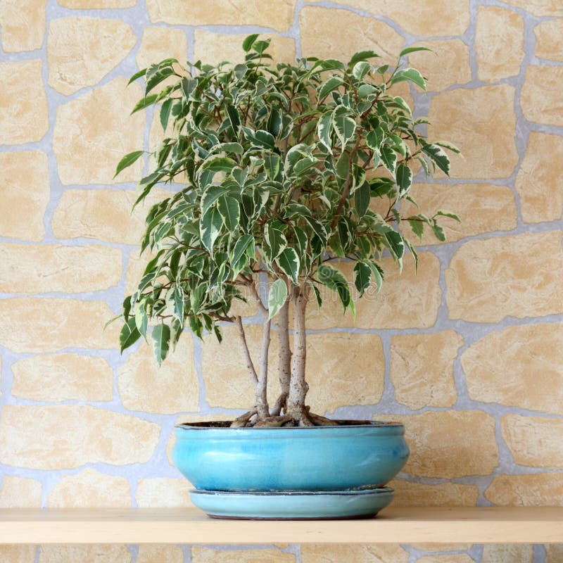 Benjamina Do Ficus No Vaso De Flores Imagem de Stock - Imagem de fundo ...