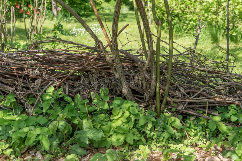 Benje Hedge and Ground Goose in the Natural Garden Stock Image - Image ...