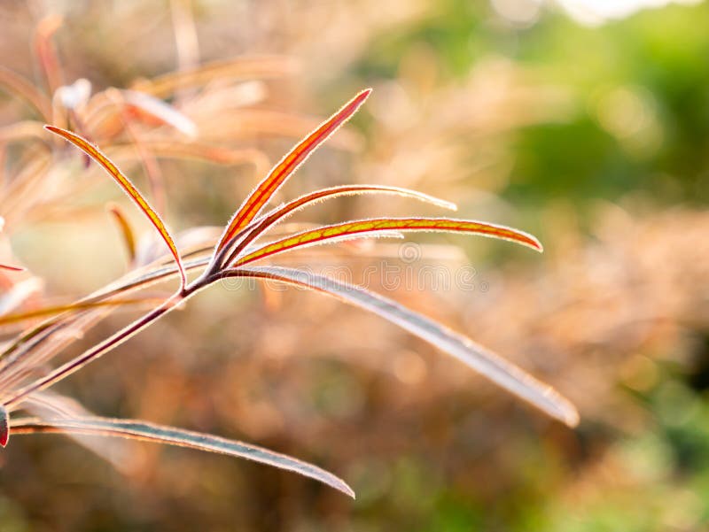 Benjoin Leaves Growing stock image. Image of fade, grey - 258132731