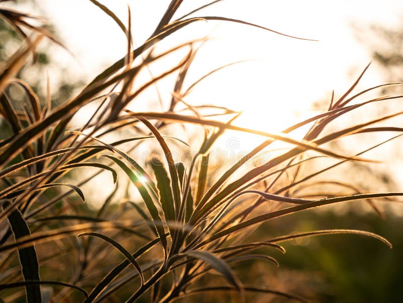 Benjoin Leaves Growing stock photo. Image of beauty - 258132742