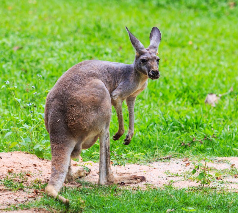 Bennet S Wallaby or Red Kangaroo Stock Image - Image of animal, ginger ...