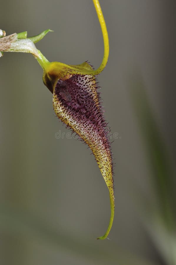 Bennett S Masdevallia Orchid Stock Photo - Image of flower, hairy: 48220506
