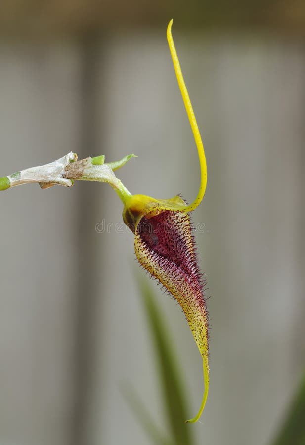 Bennett S Masdevallia Orchid Stock Image - Image of bennettii, bennett ...