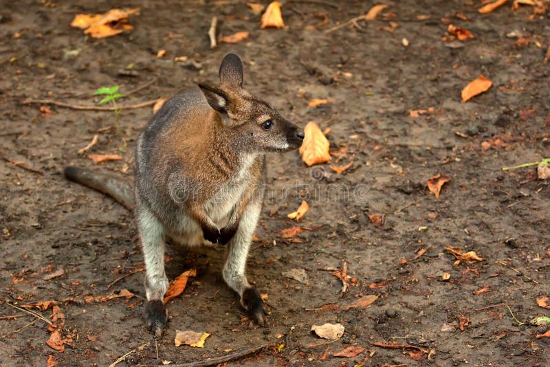 Bennett S Tree-kangaroo ( Dendrolagus Bennettianus ) Stock Photo ...