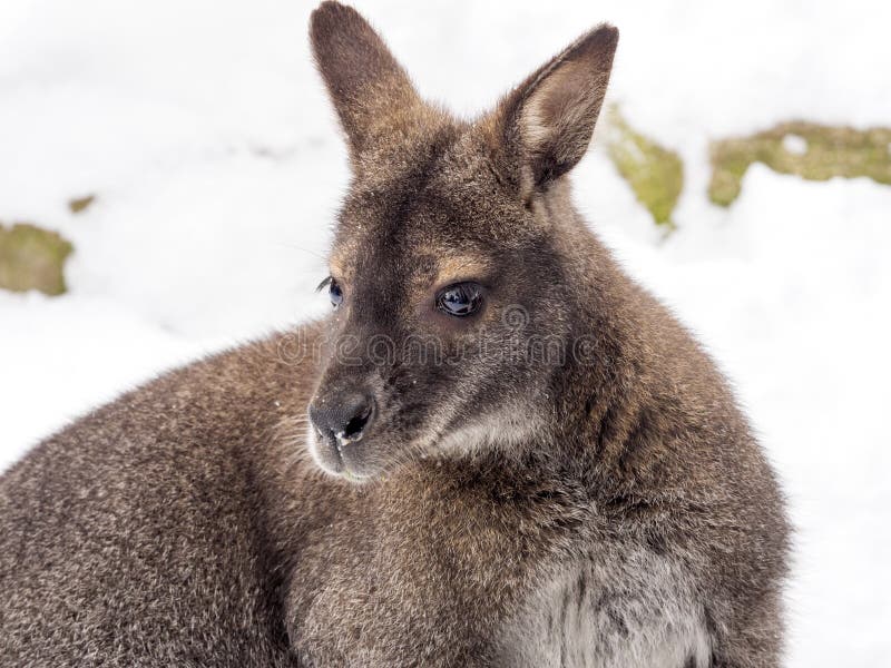 Bennett`s Wallaby, Macropus Rufogriseus is Surprised by Snow Stock ...