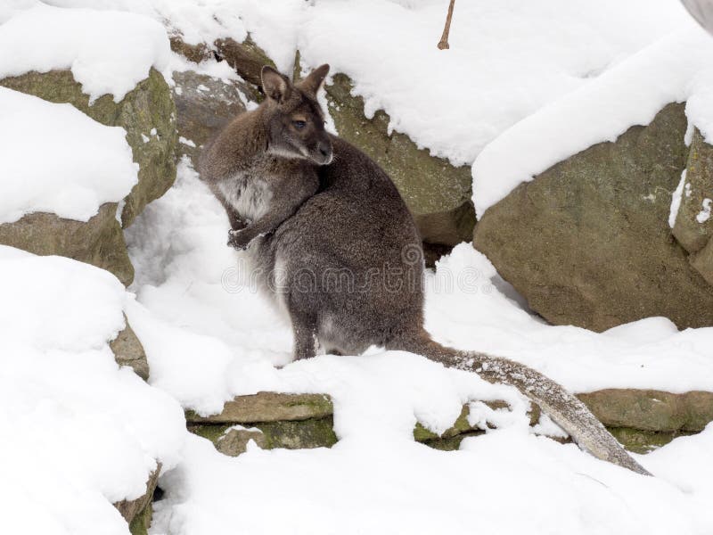 Bennett`s Wallaby, Macropus Rufogriseus is Surprised by Snow Stock ...
