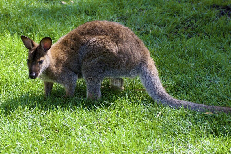 A Bennett Wallaby, Native Of The East Coast Of Australia And Tasmania ...