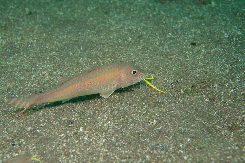 Goat Fish stock photo. Image of ocean, goatfish, orange - 269774