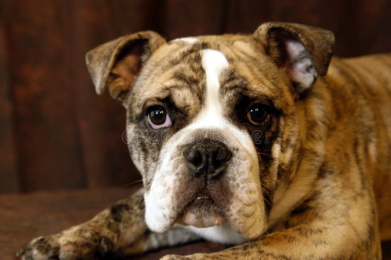 Benson stock image. Image of brindle, muzzle, coat, canine - 660425