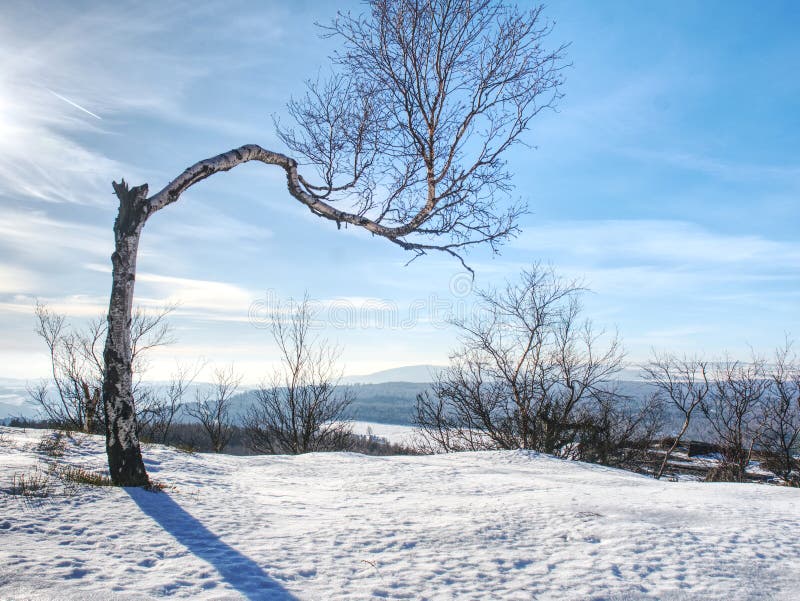 Bent Alone Tree in Sowy Winter Landcape Stock Image - Image of december ...