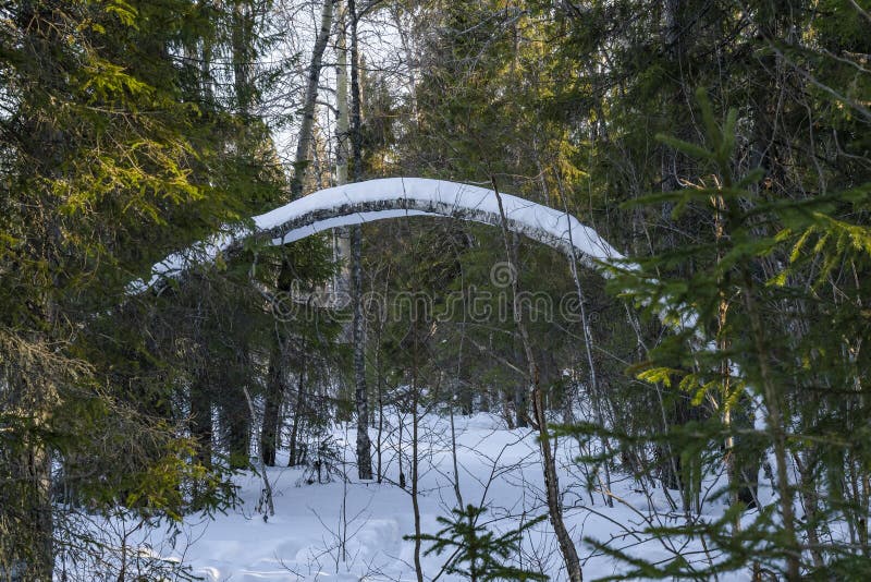 A Bent Tree in a Snowy Forest Stock Image - Image of season, coniferous ...