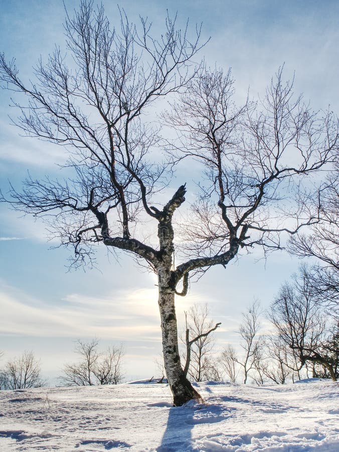 Bent and Broken Tree in the Snow in Winter Stock Photo - Image of fall ...