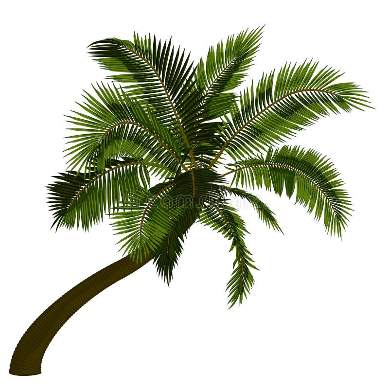 Leaning Palm Tree Stock Illustrations – 84 Leaning Palm Tree Stock ...