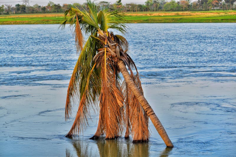 183 Bent Coconut Tree Stock Photos - Free & Royalty-Free Stock Photos ...