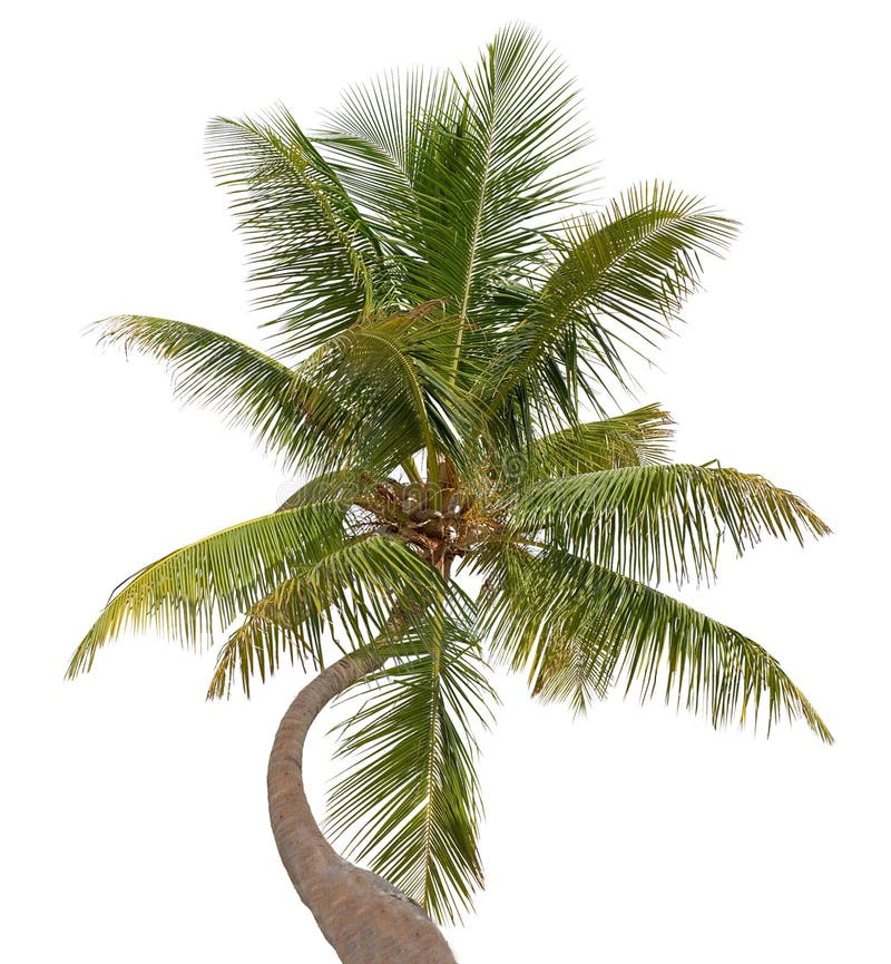 Curved Coconut Palm Tree Isolated on White Stock Image - Image of palm ...