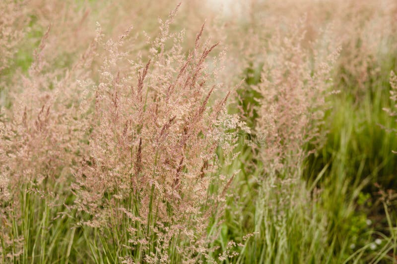 Bent Grass Also Known As Bentgrass or Colonial Bent or Agrostis ...